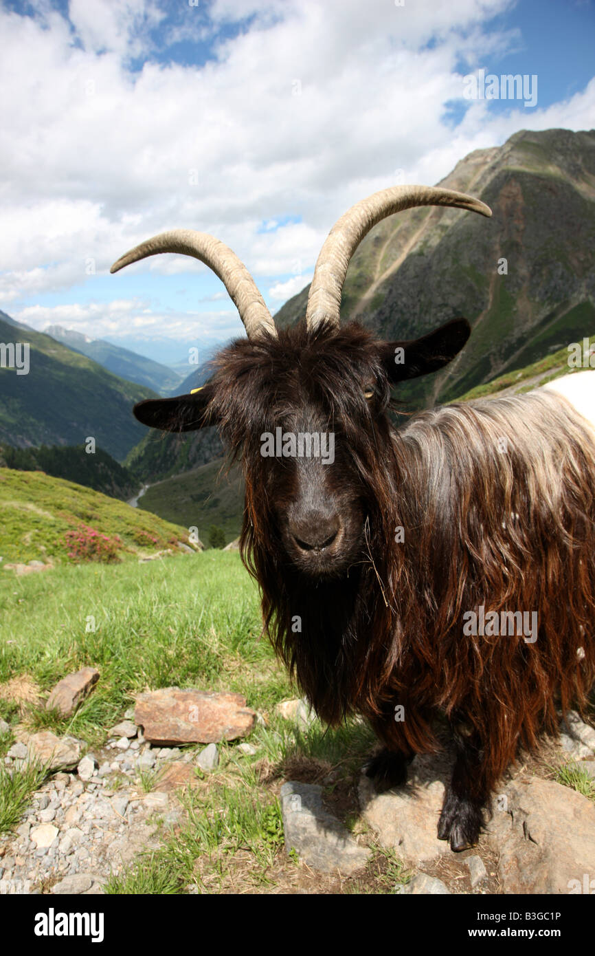 AUT, Austria, Tyrol: Stubaital, Stubai Valley. Mountain sheep Stock ...