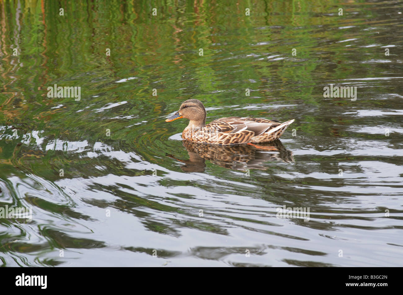 Duck swim in the water Stock Photo - Alamy