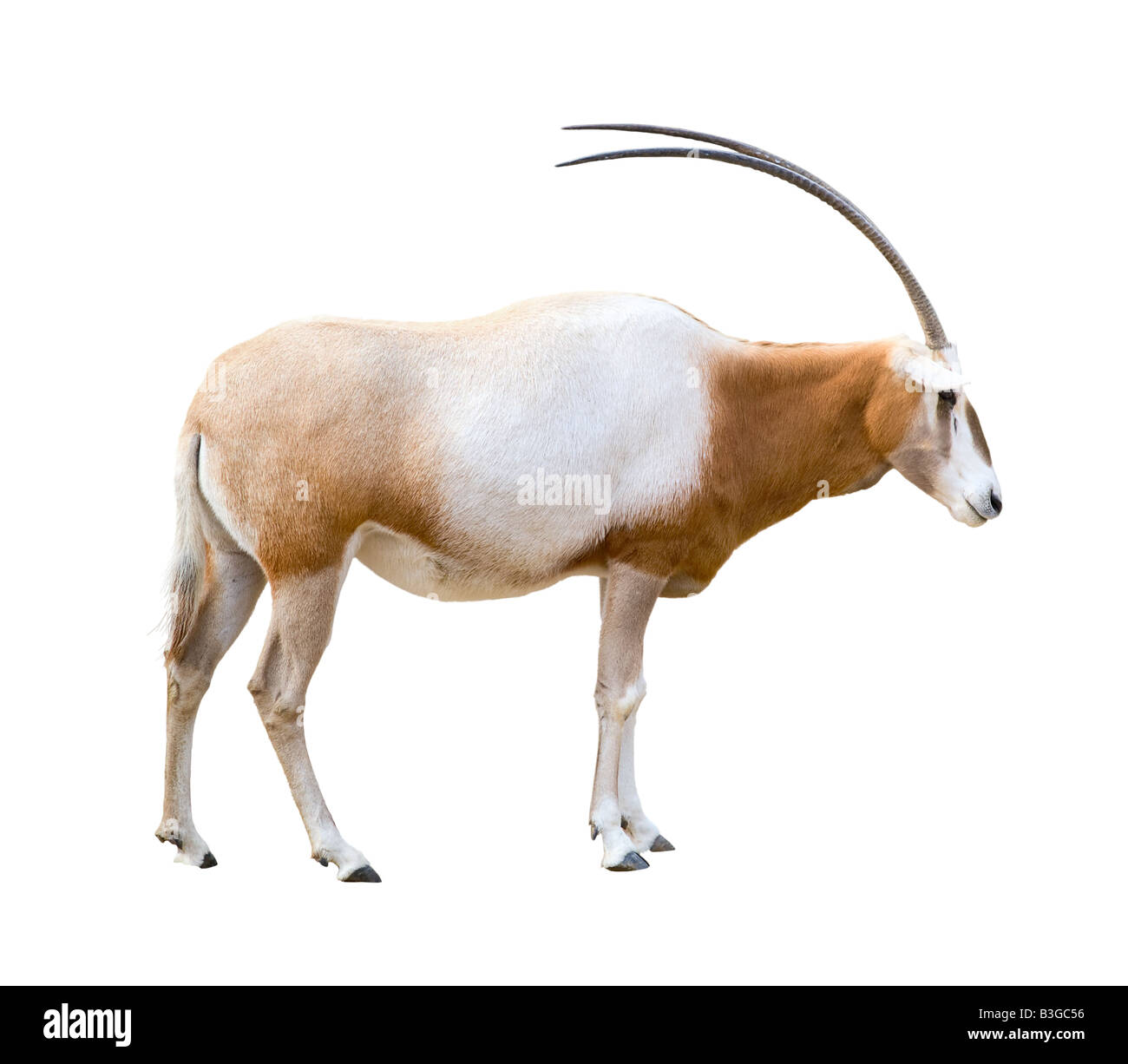 Damma High Resolution Stock Photography and Images - Alamy