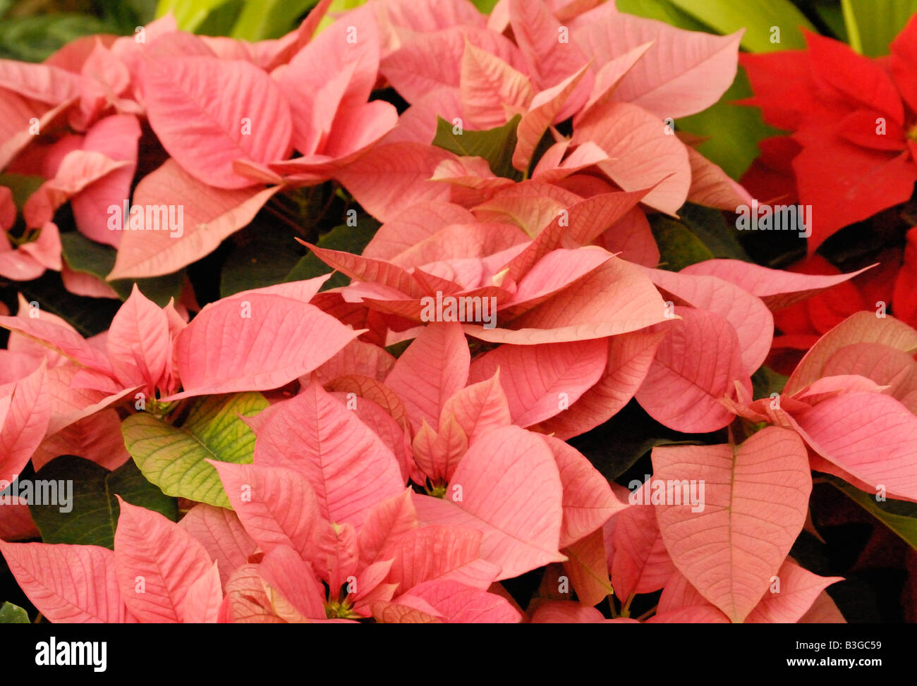 Premium Lipstick Pink Poinsettia Stock Photo - Alamy