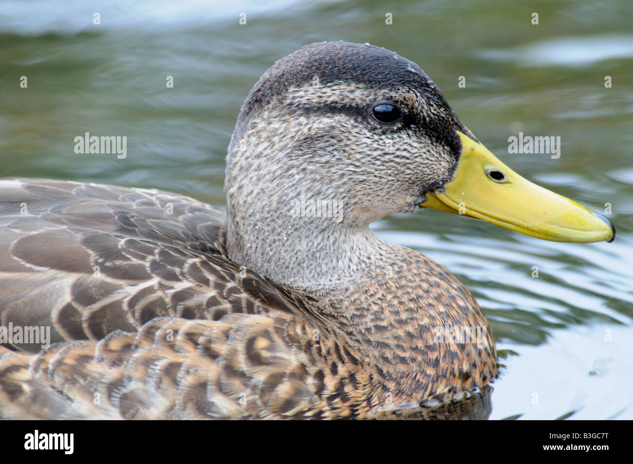 A duck swin in the water Stock Photo - Alamy