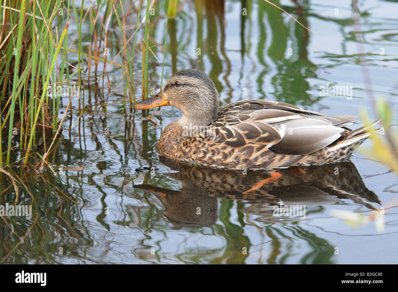 Duck swim in the water Stock Photo - Alamy