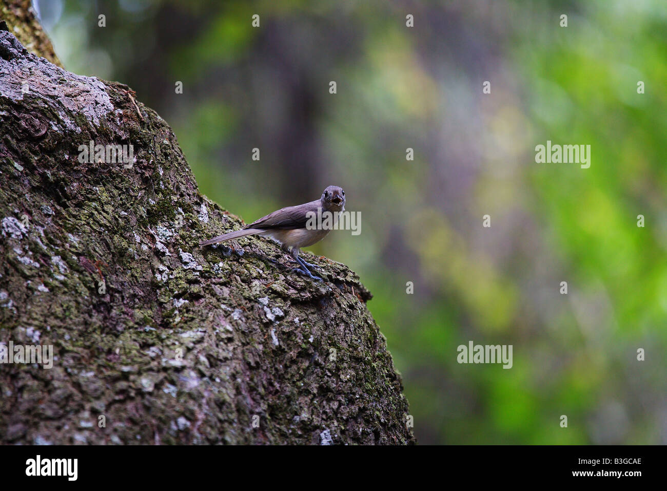 Feet on tree stump hi-res stock photography and images - Alamy