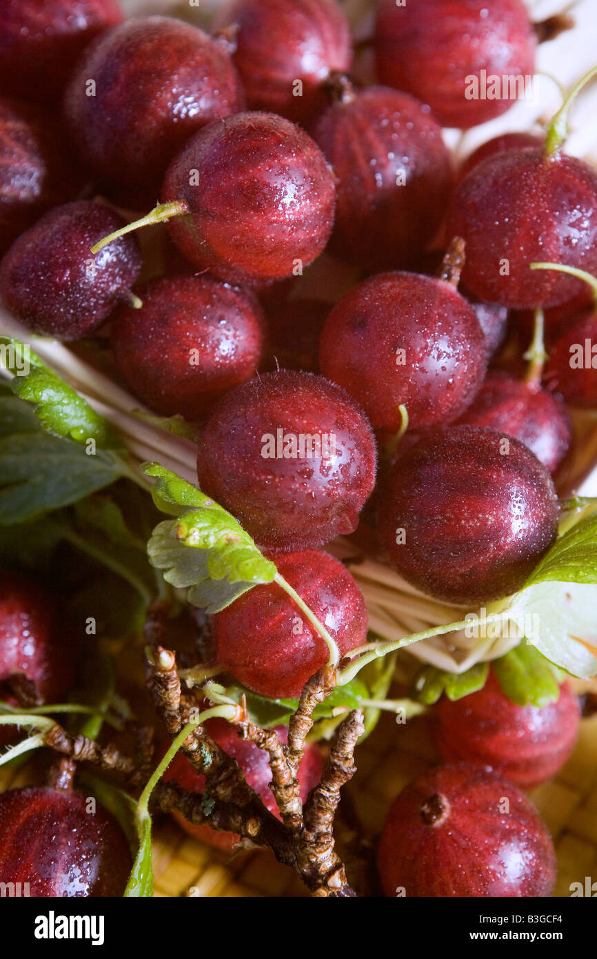 Red ripe gooseberries Ribes uva crispa Stock Photo - Alamy