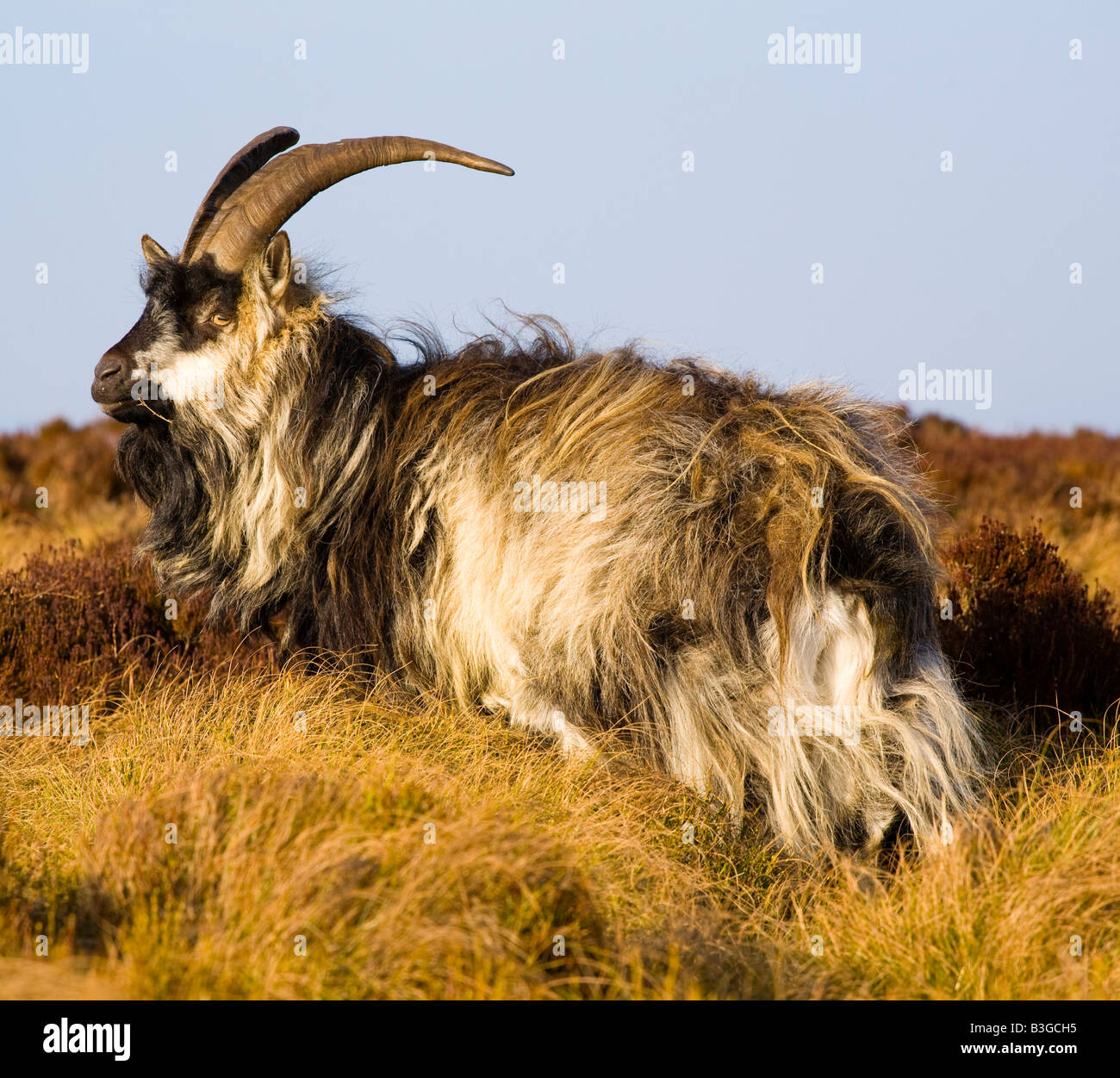 England Northumberland Northumberland National Park Wild Mountain Goat ...