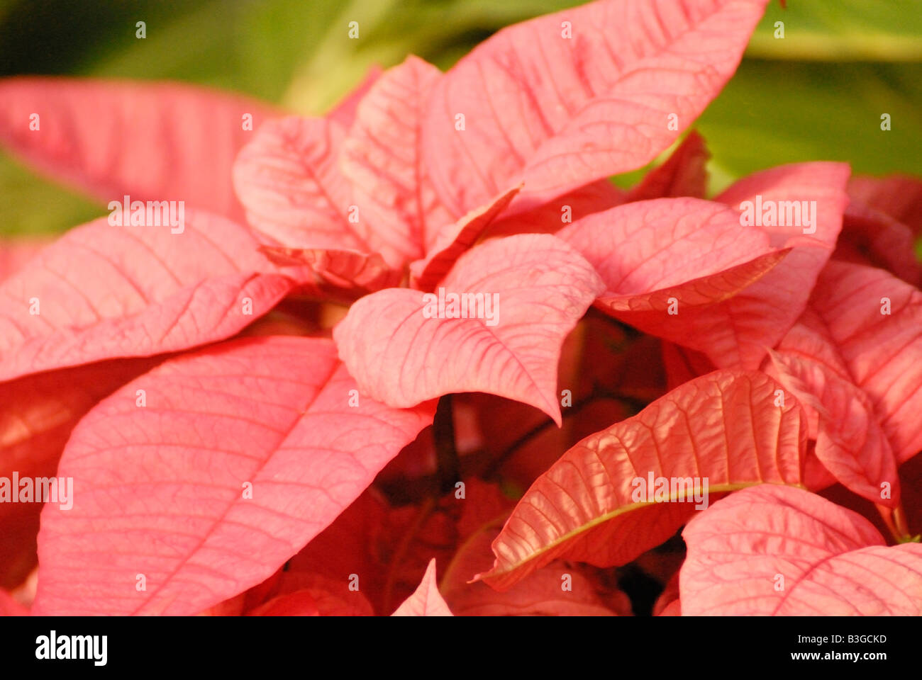 Freedom Early Pink Poinsettia Stock Photo - Alamy