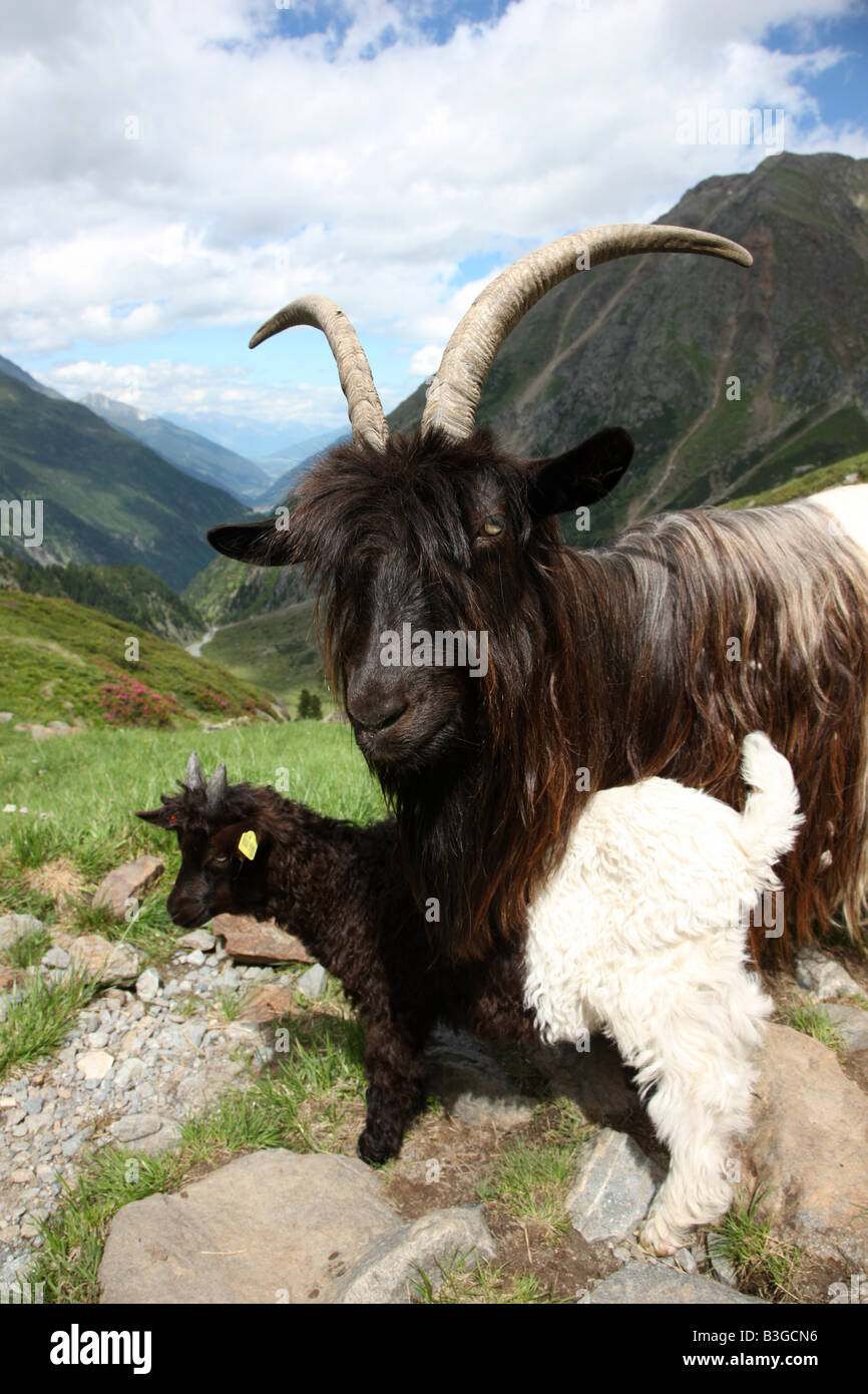 AUT, Austria, Tyrol: Stubaital, Stubai Valley. Mountain sheep Stock ...