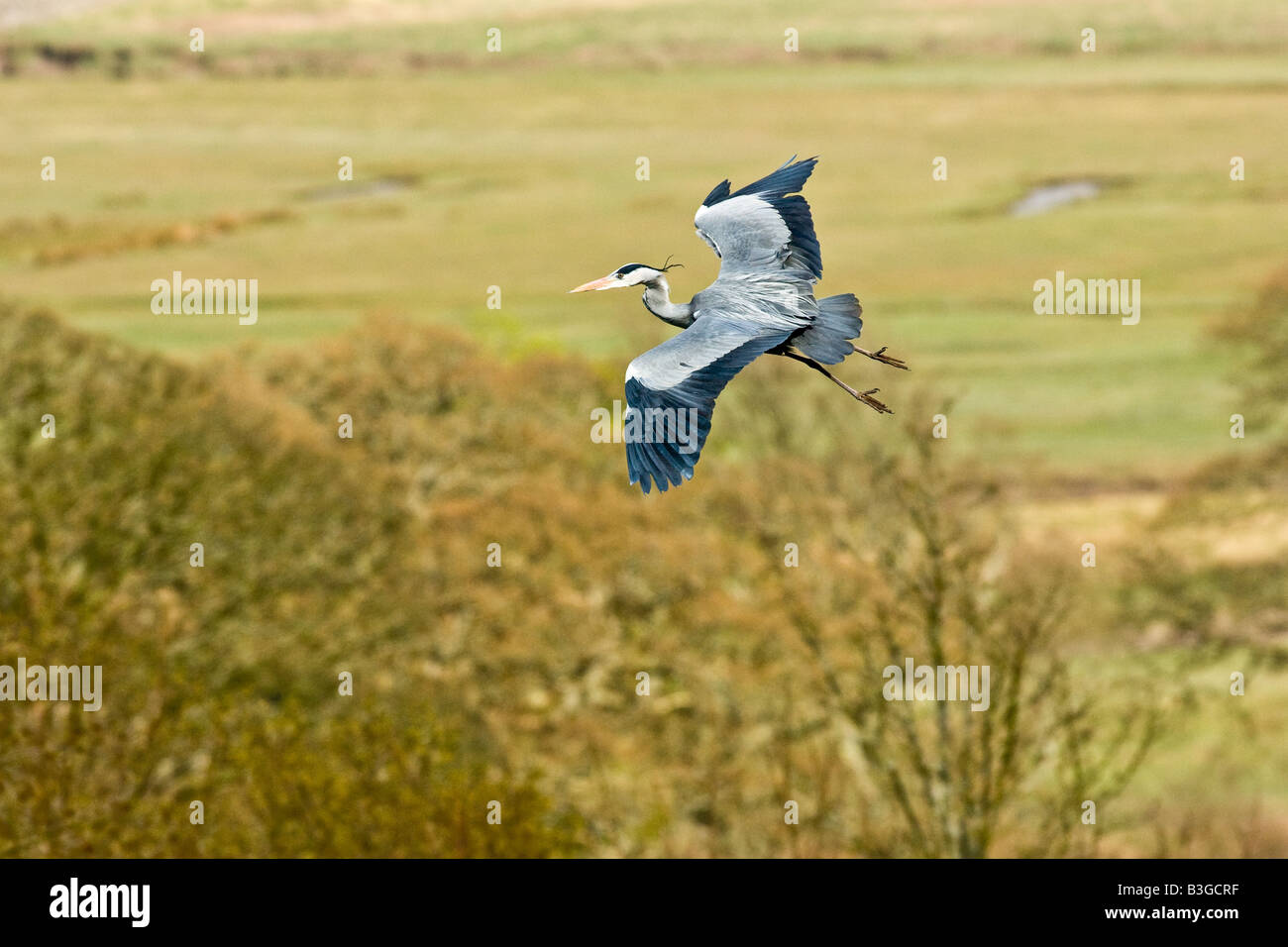 Grey Heron in flight Stock Photo - Alamy