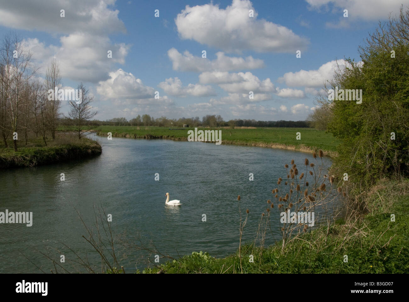 Swan on Upper reaches of River Thames, Kelmscott, near Lechlade ...