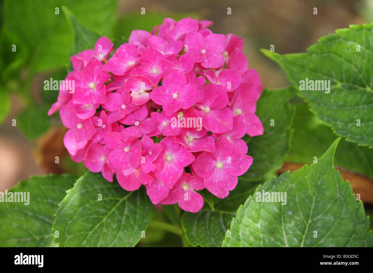 hydrangea flower in the garden Stock Photo - Alamy