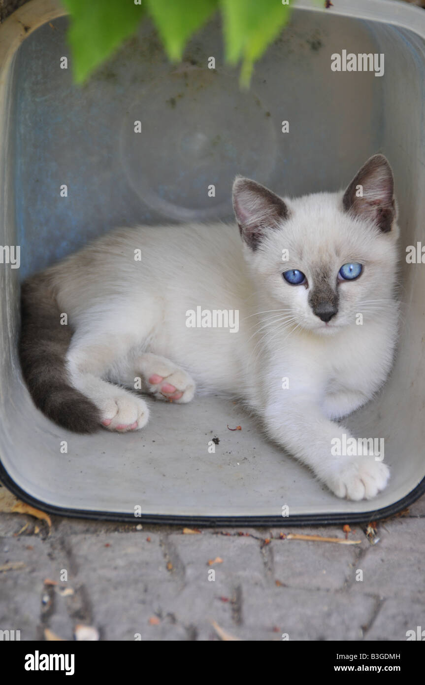 portrait of a blue eyed puppy cat sitting inside a bucket Stock Photo ...