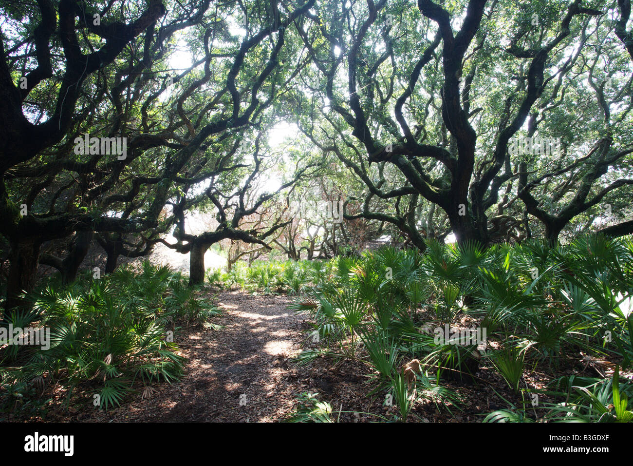 A trail leading through a canopy of live oak trees Stock Photo - Alamy