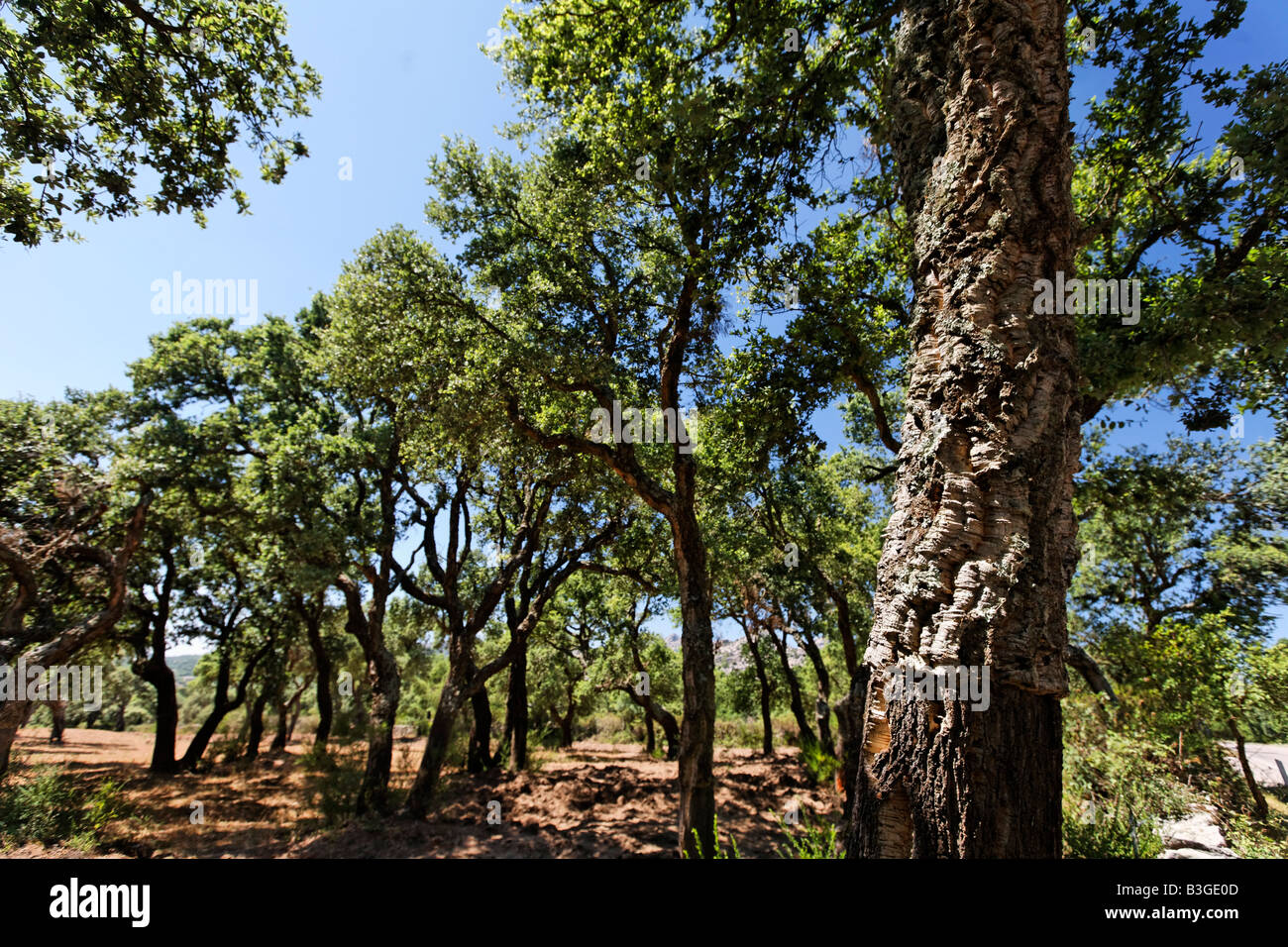Baum plantage hi-res stock photography and images - Alamy