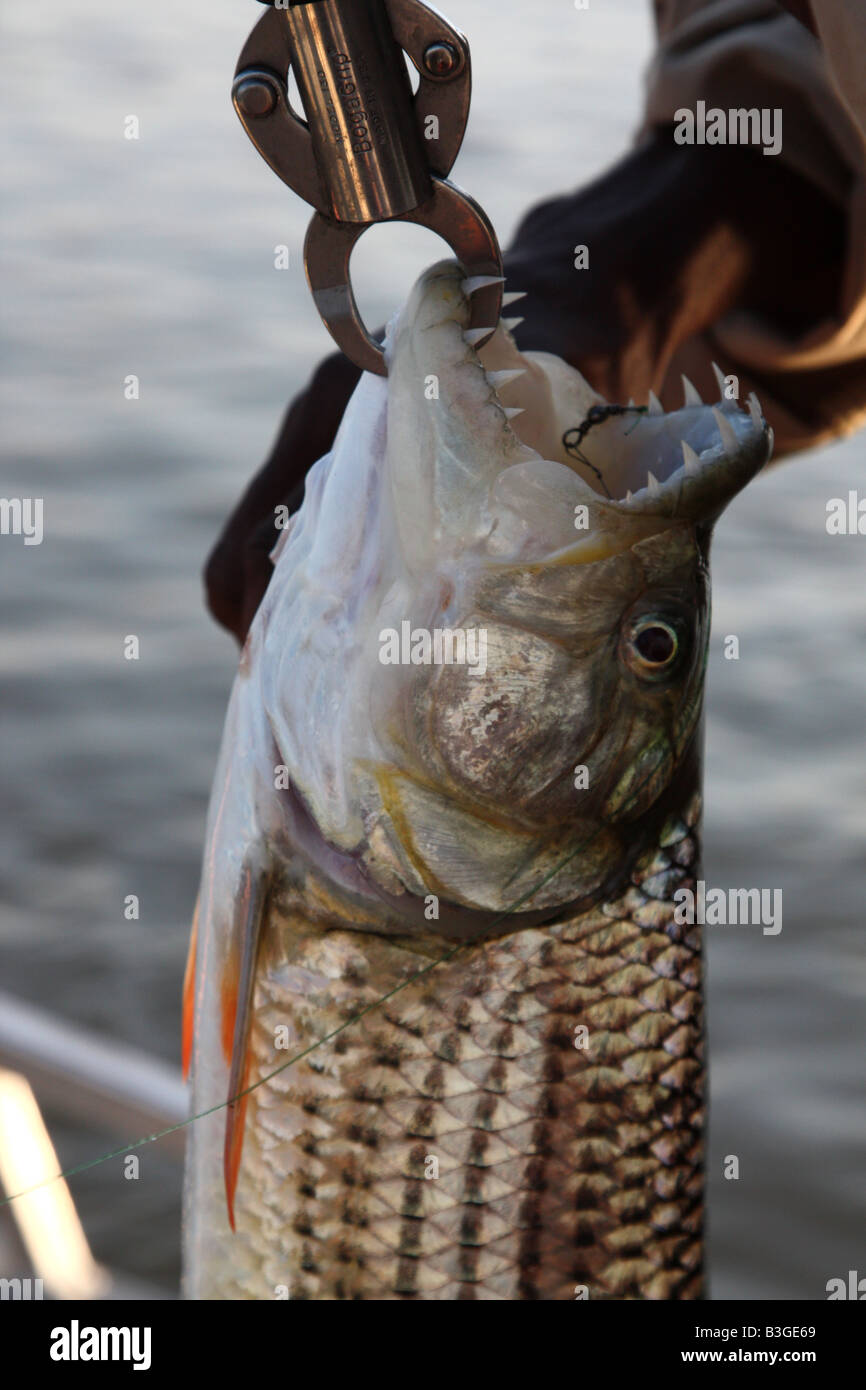 Tiger Fish Jaw Stock Photo - Alamy