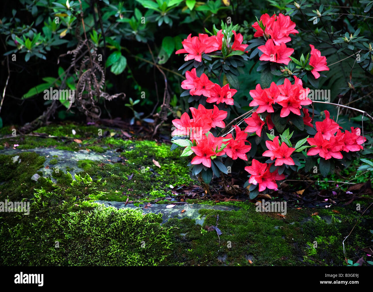 Pink Azalea Green Moss Temple Garden Chengdu Sichuan China Stock Photo ...