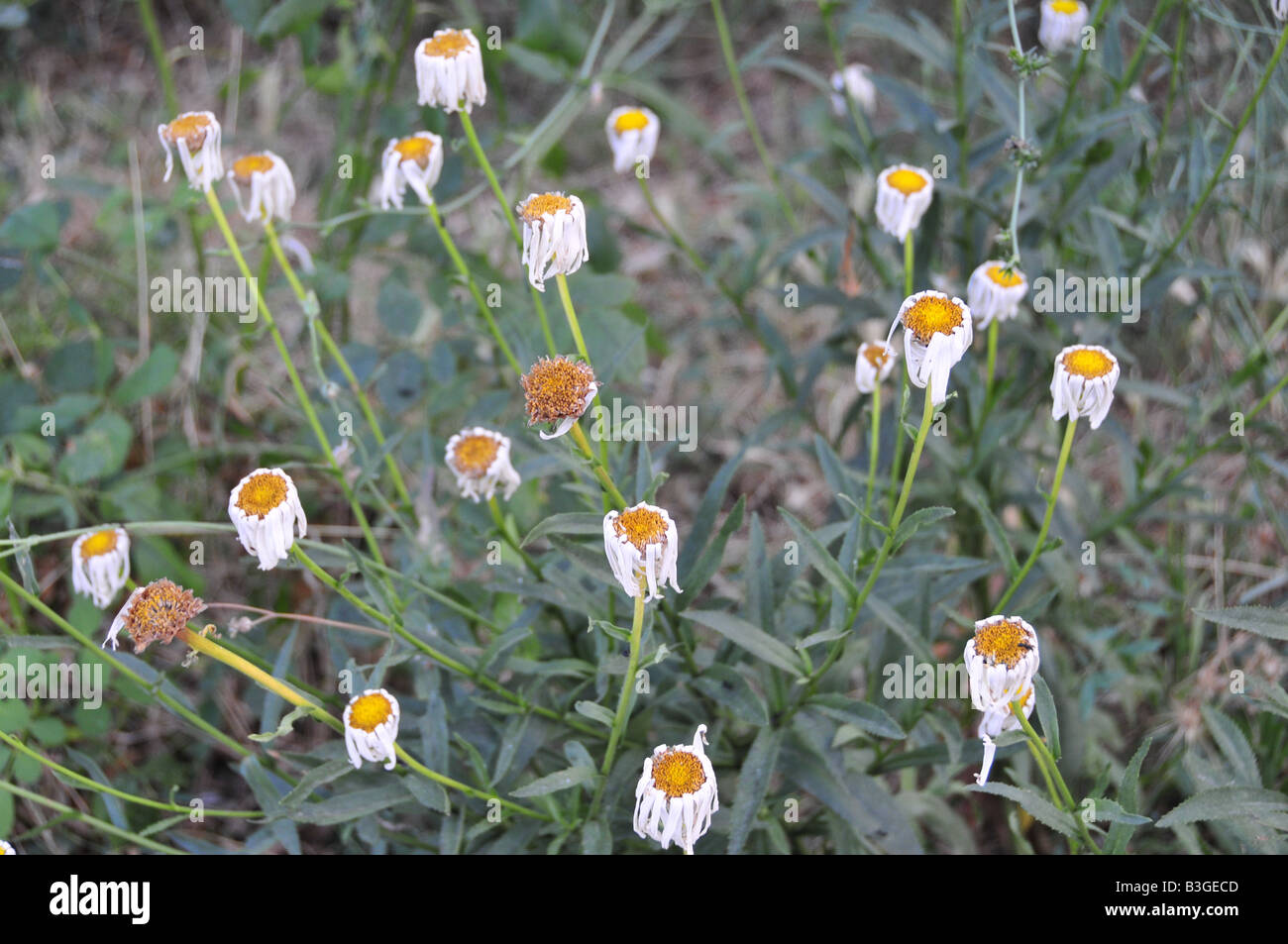 Dead daisy hi-res stock photography and images - Alamy
