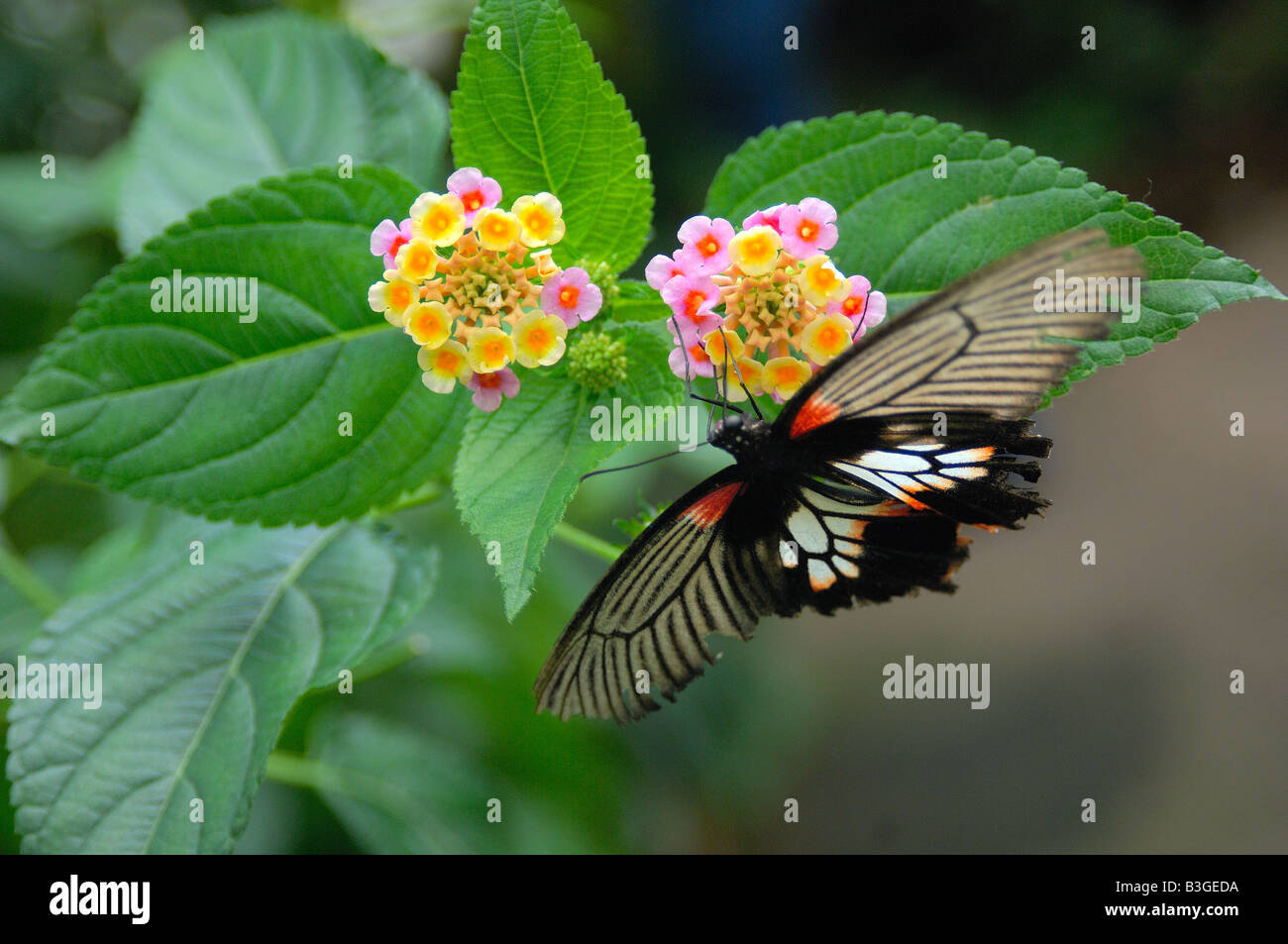 Tropical exotic Great Mormon butterfly Papilio memnon agenor collecting ...