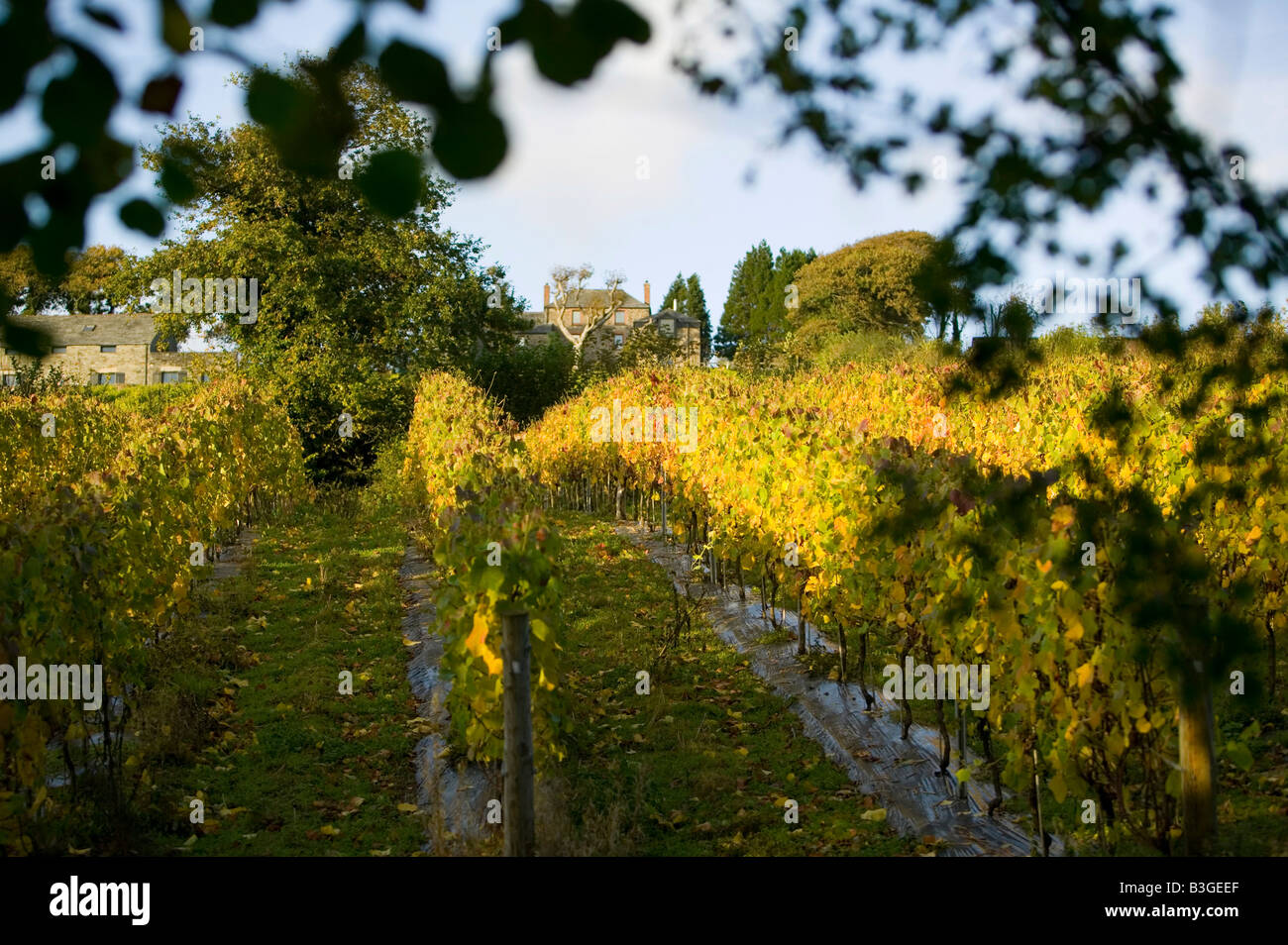 the Camel Valley Vineyard near Bodmin cornwall UK As UK temperatures ...