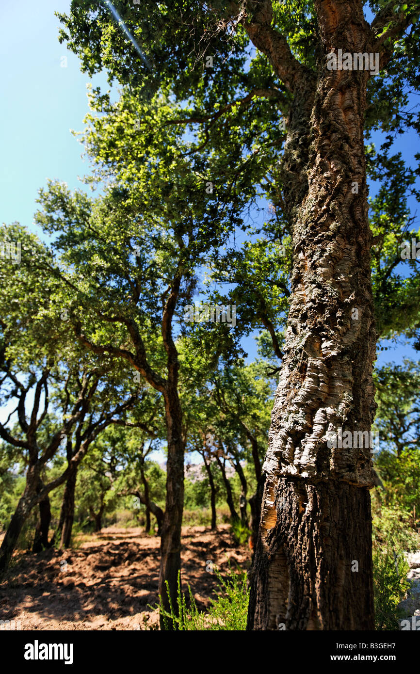 Cork tree italy hi-res stock photography and images - Alamy