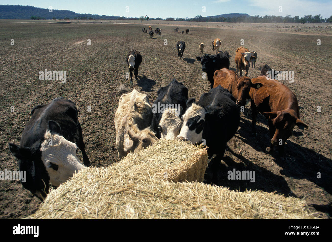 Hand Feeding Cattle Gowan Brae Gilgandra New South Wales Australia ...