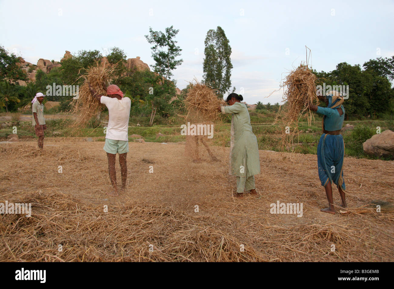 Sorting chaff hi-res stock photography and images - Alamy
