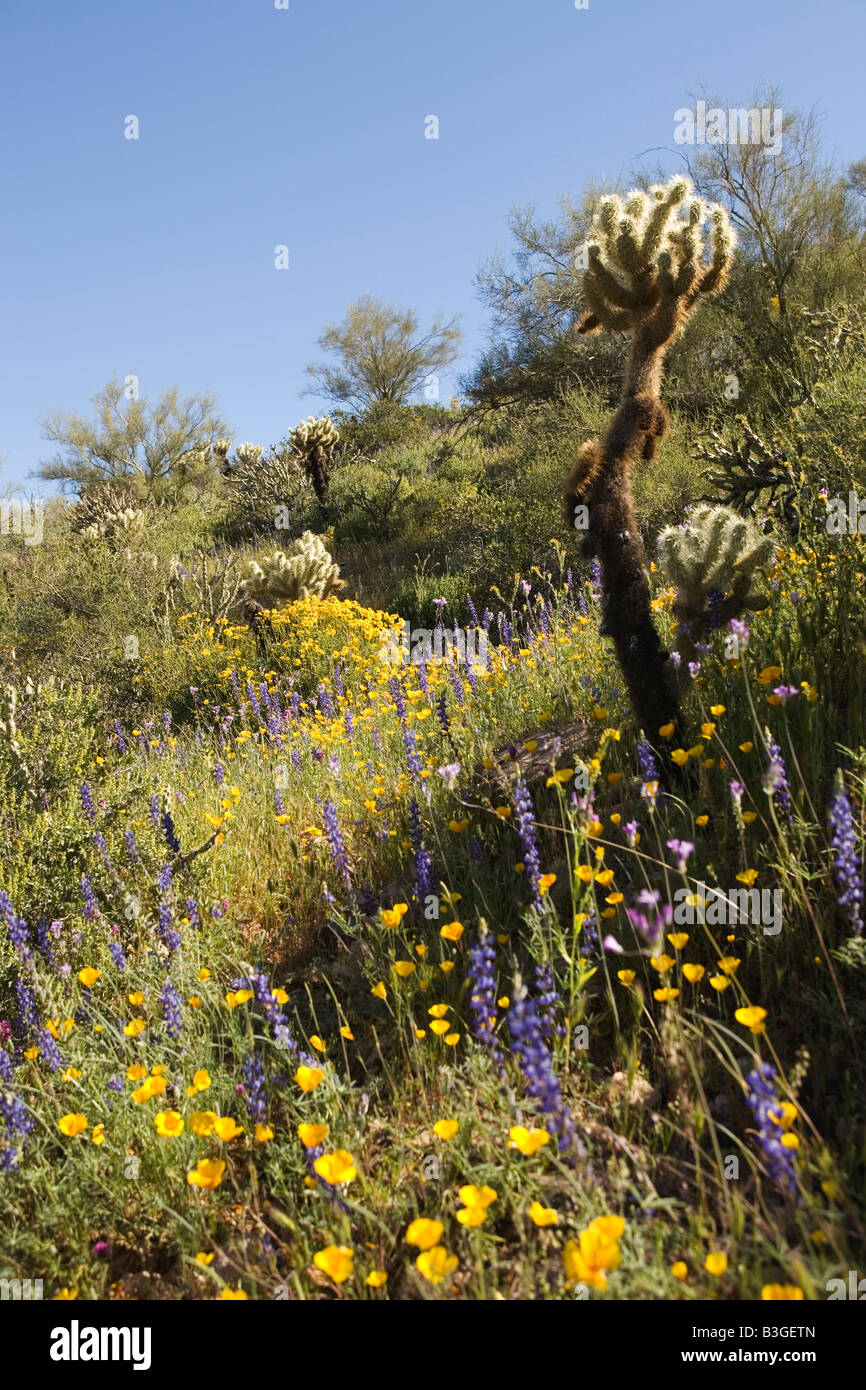 Wildflowers in Desert Phoenix Arizona Stock Photo - Alamy