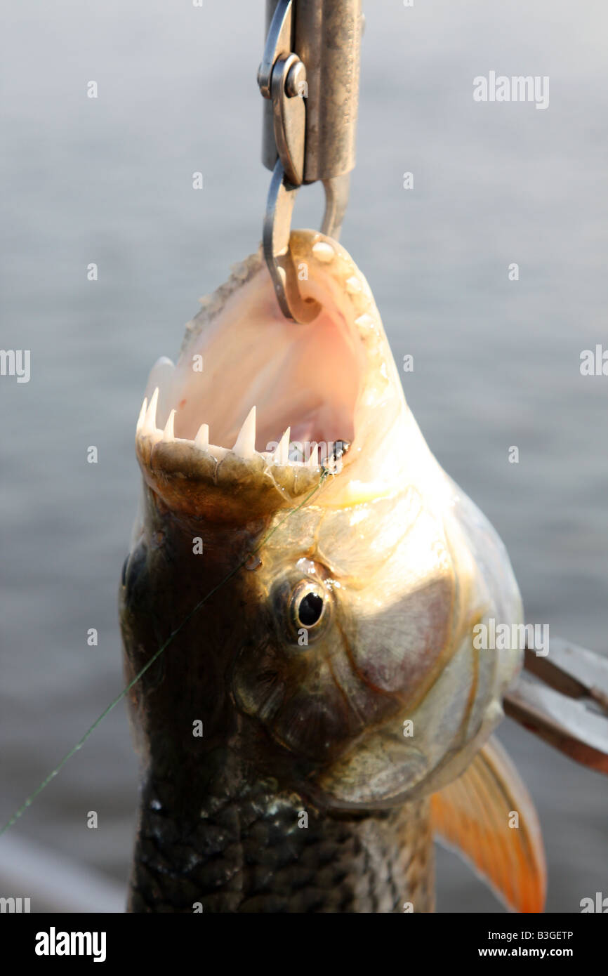 Tiger fish hi-res stock photography and images - Alamy