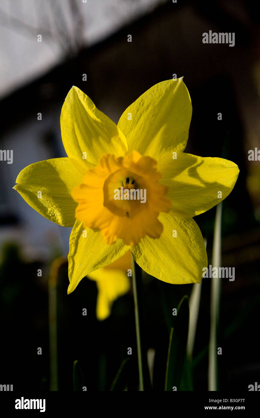 Yellow daff daffodil bulb spring hi-res stock photography and images ...
