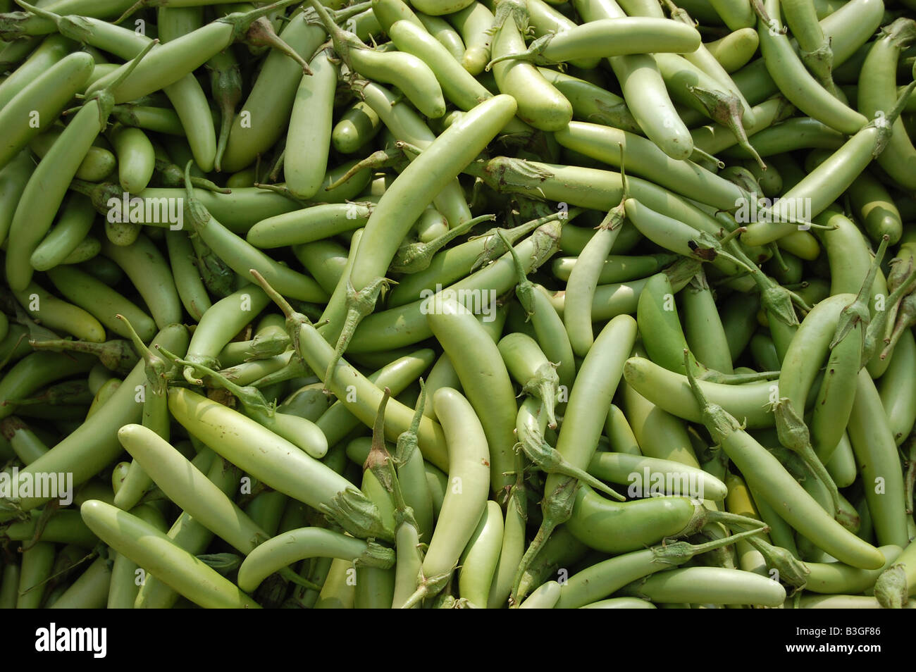 Vegetable brinjal hi-res stock photography and images - Alamy