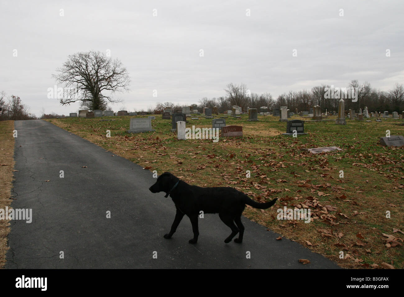 A black dog walking across a road next to a cemetery Stock Photo - Alamy