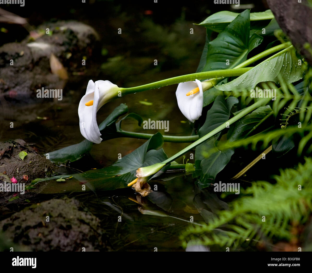 White calla lillies pond hi-res stock photography and images - Alamy