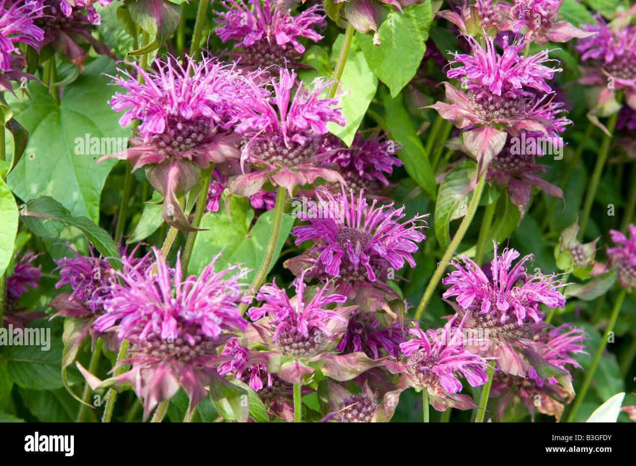 Monarda scorpion hi-res stock photography and images - Alamy