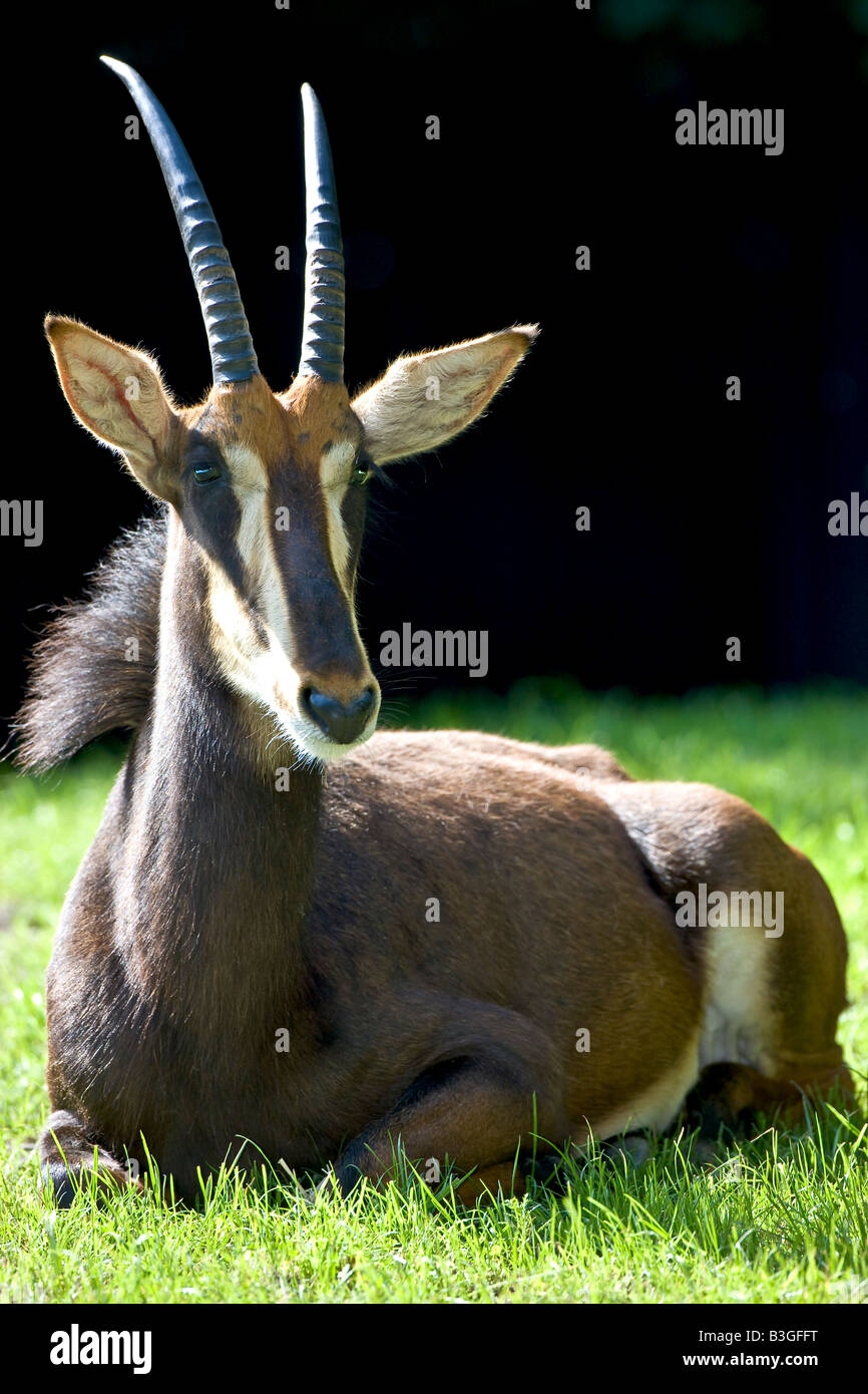 Sable Antelope from South Africa Stock Photo - Alamy