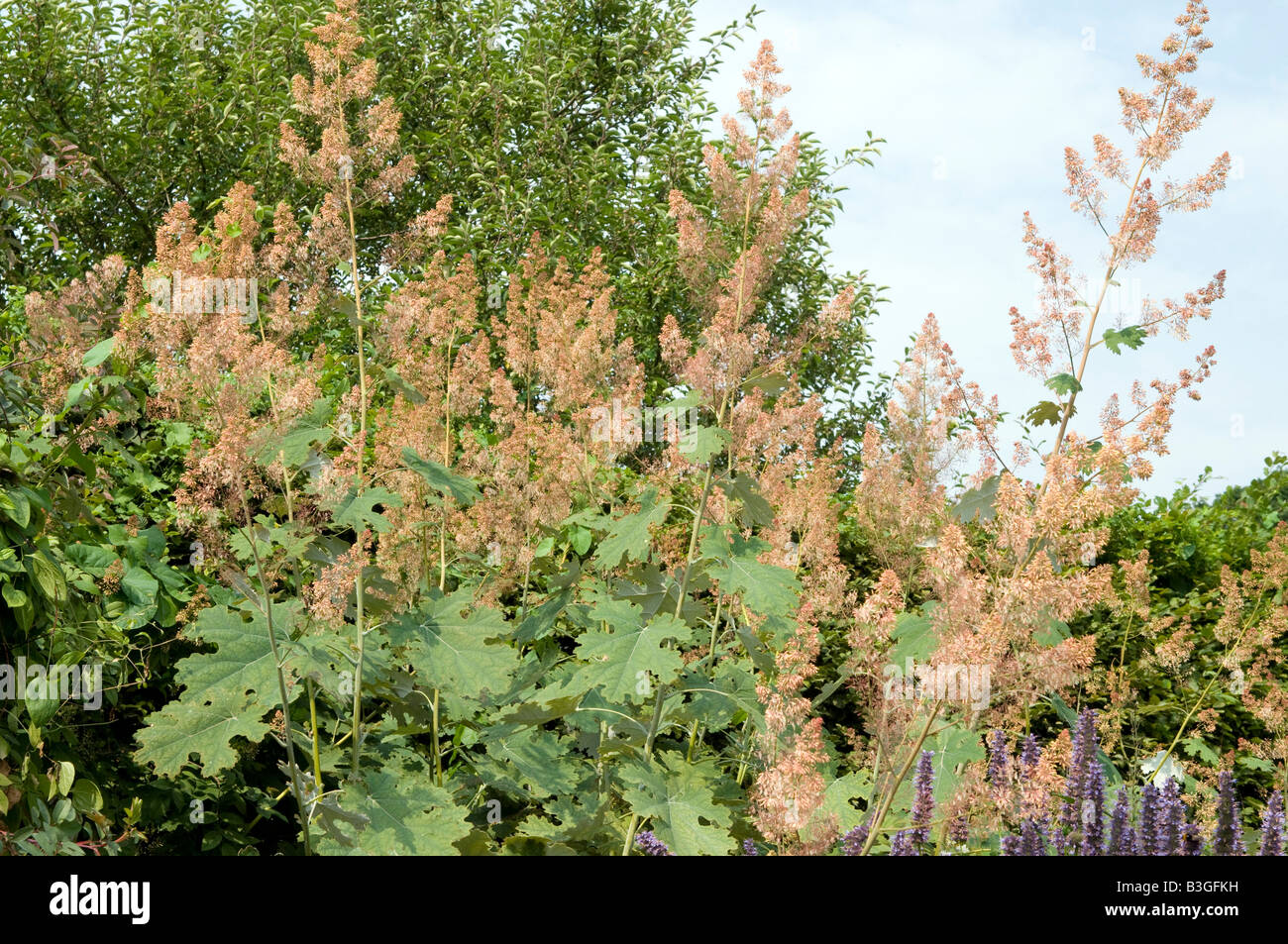 Macleaya `Plume Poppy` papaveracea Stock Photo - Alamy