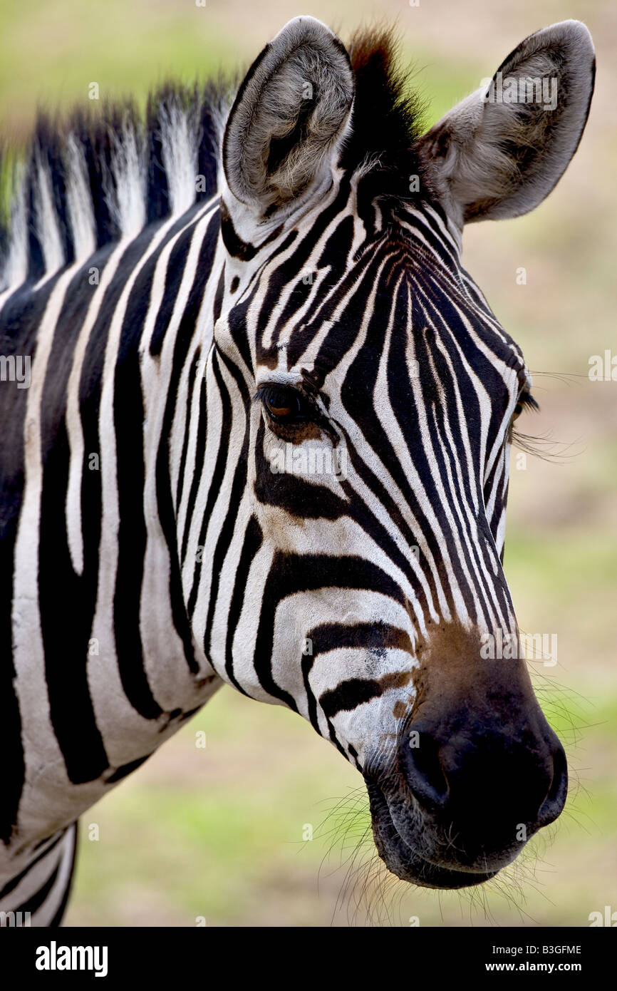 Head shoot of Common zebra Stock Photo - Alamy