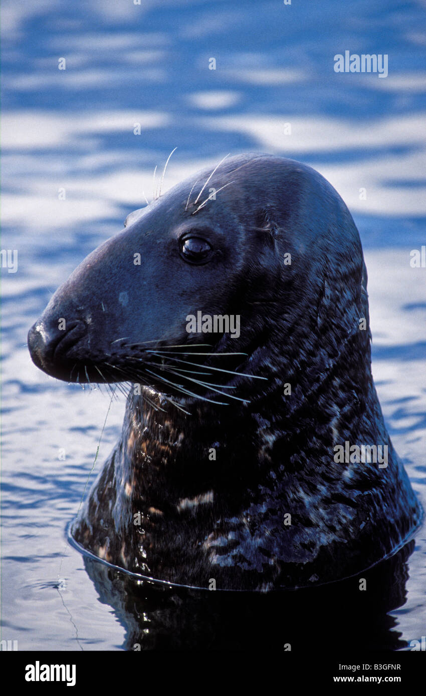 Male grey seal in the Baltic Sea Stock Photo - Alamy