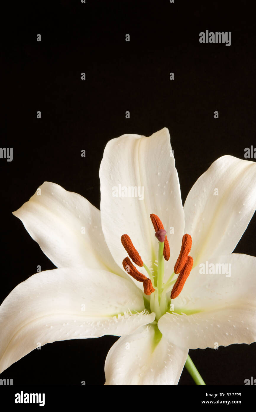 Single white lily on black background with space around subject for ...