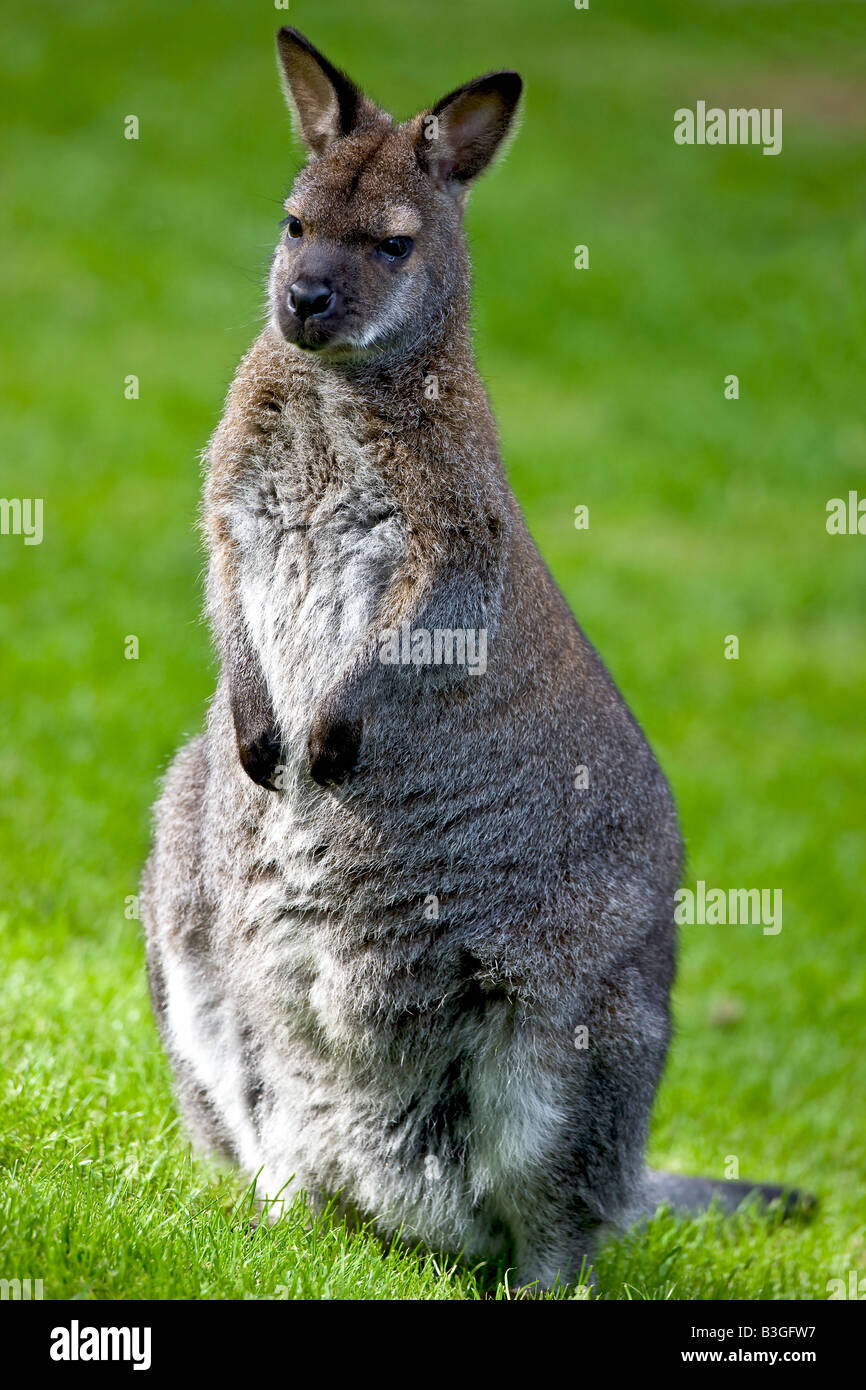 Red necked wallaby hi-res stock photography and images - Alamy