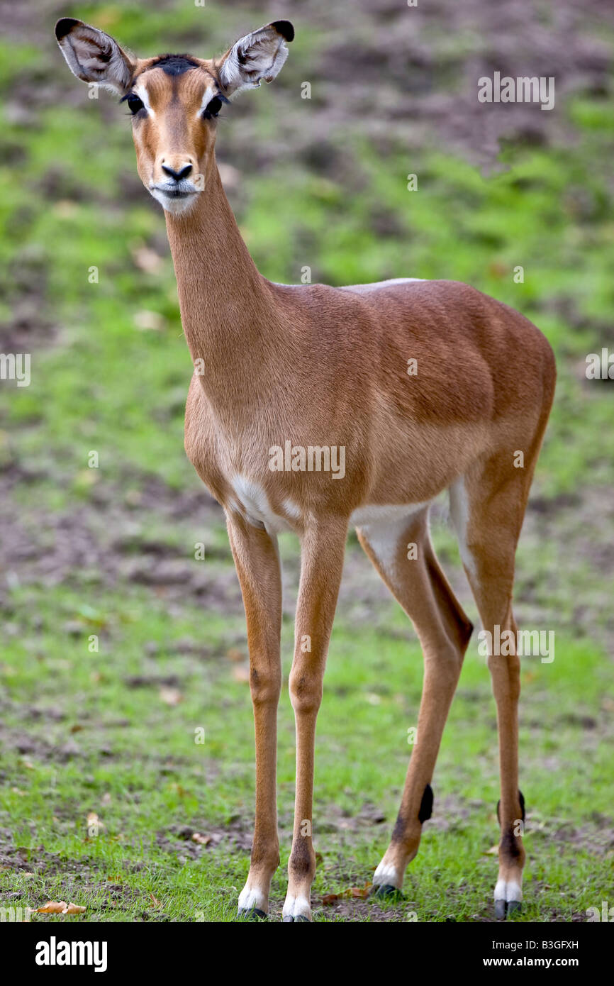 Impala hi-res stock photography and images - Alamy