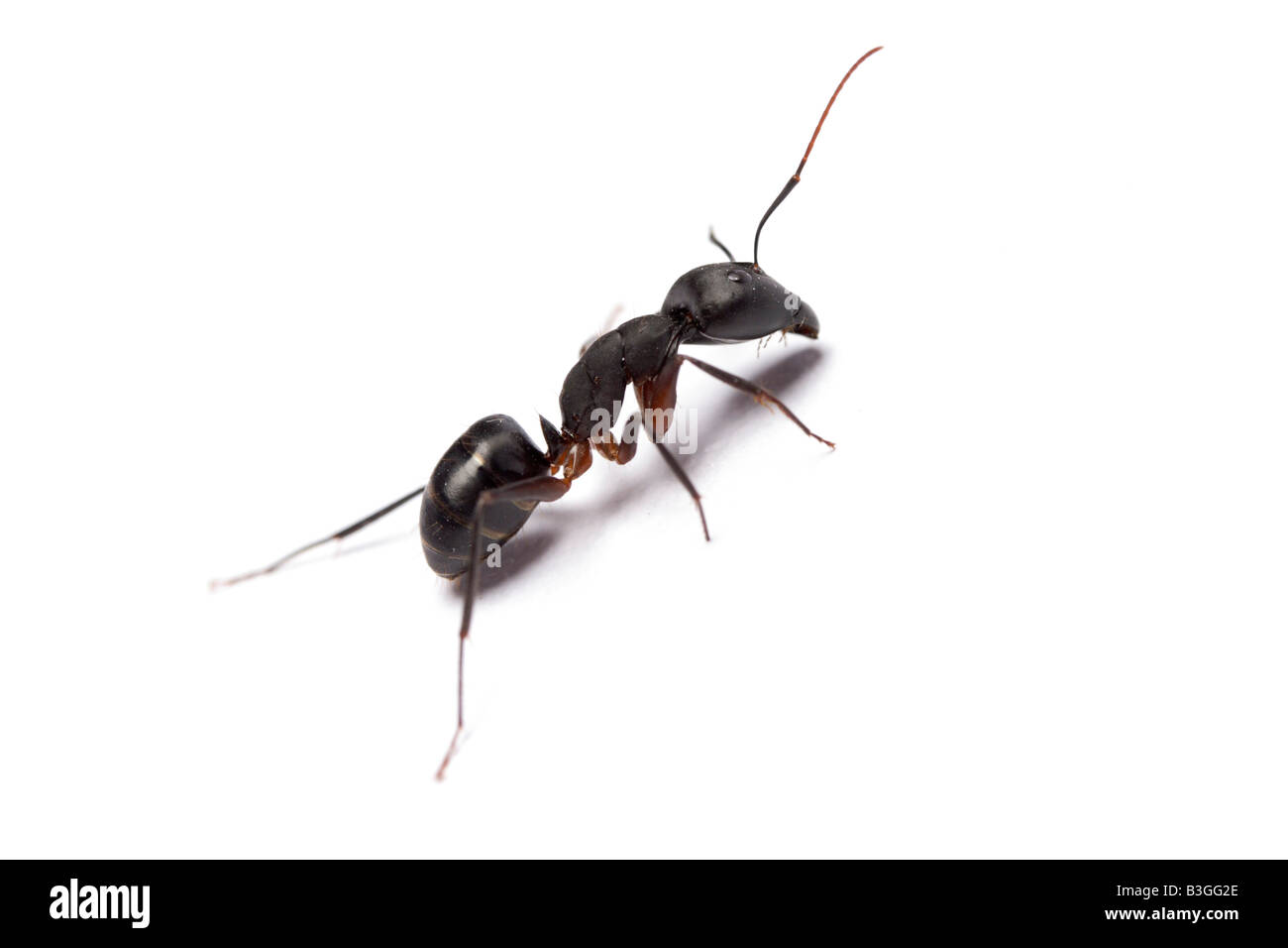 Carpenter Ant High Resolution Stock Photography and Images - Alamy