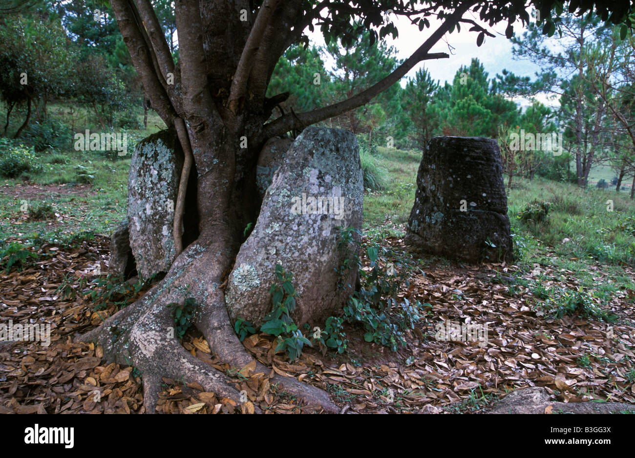 A tree growing through a jar at Site 2 at the Plain of Jars, Xieng ...