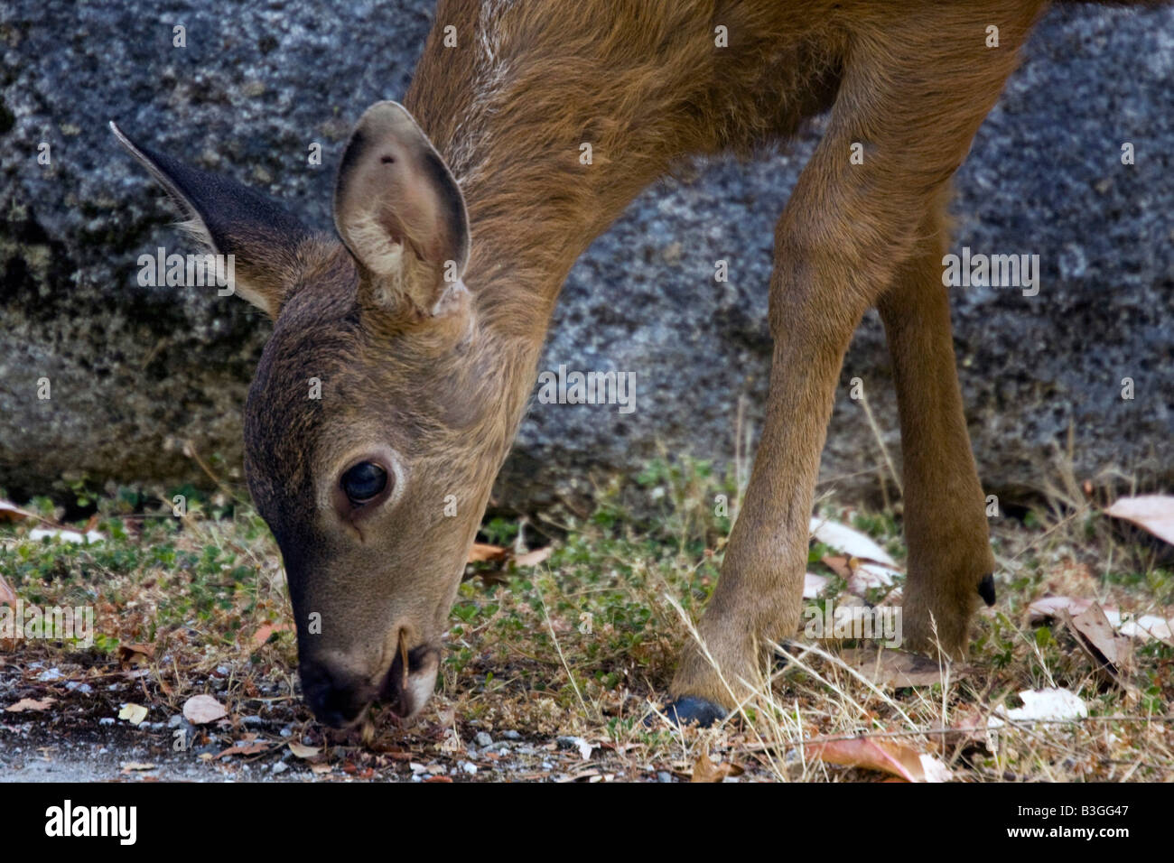 Fawn island hi-res stock photography and images - Alamy
