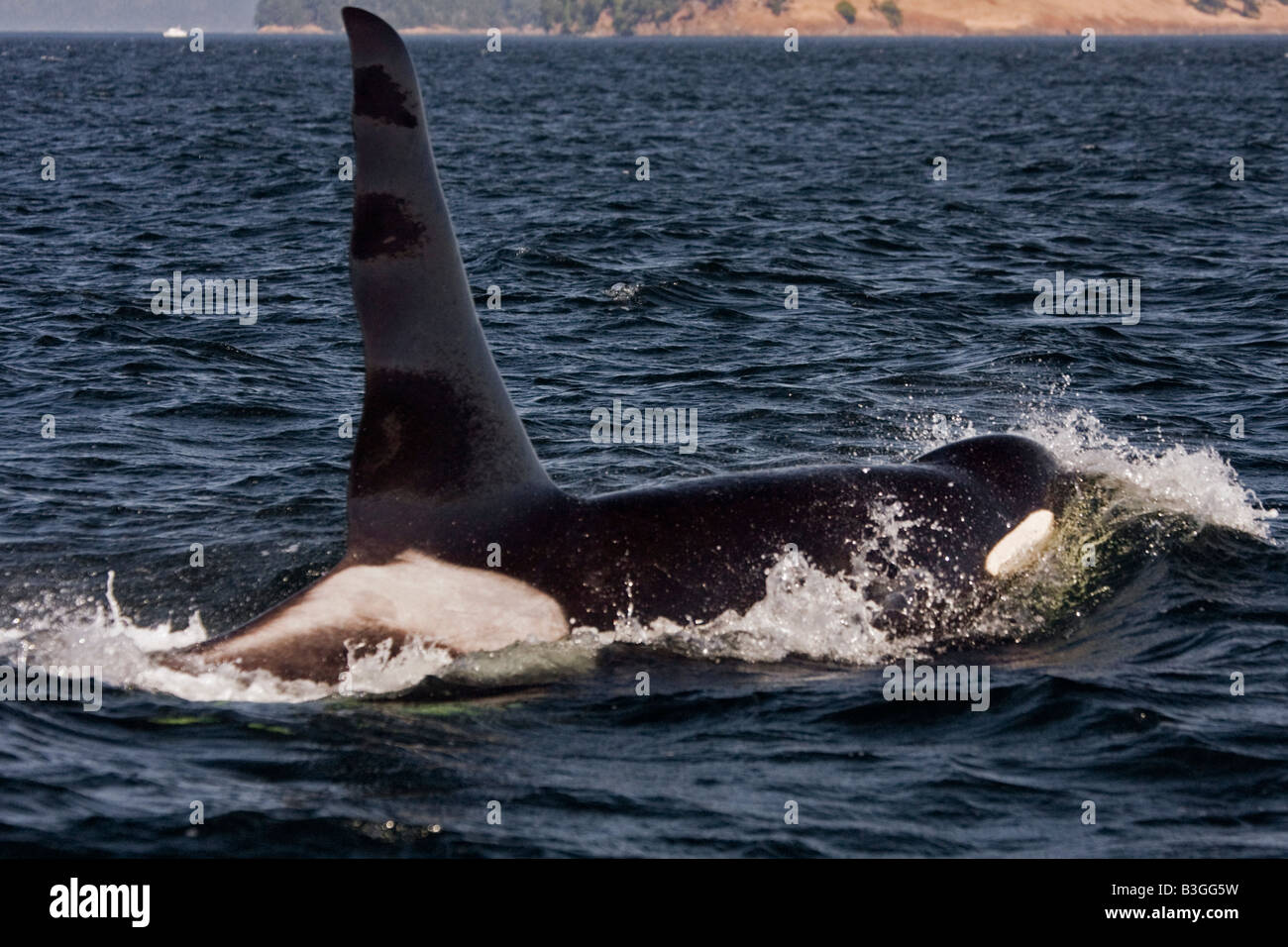 Male orca traveling in ocean, San Juan Island, Washington, USA Stock ...