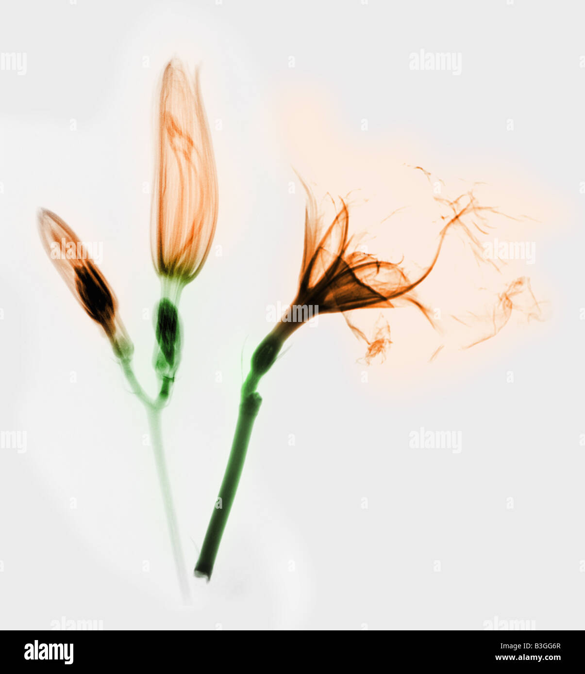 colorized x ray of day lilies Stock Photo - Alamy