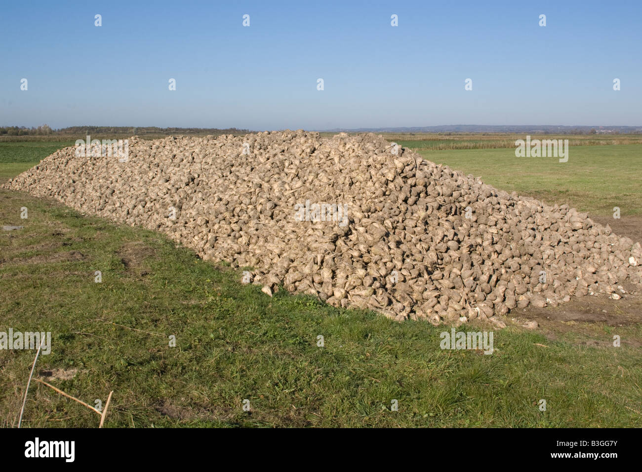 Beta vulgaris ssp Sugar beet plant Stock Photo - Alamy