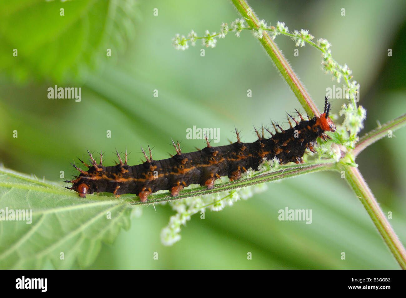 Caterpillar mouth hi-res stock photography and images - Alamy