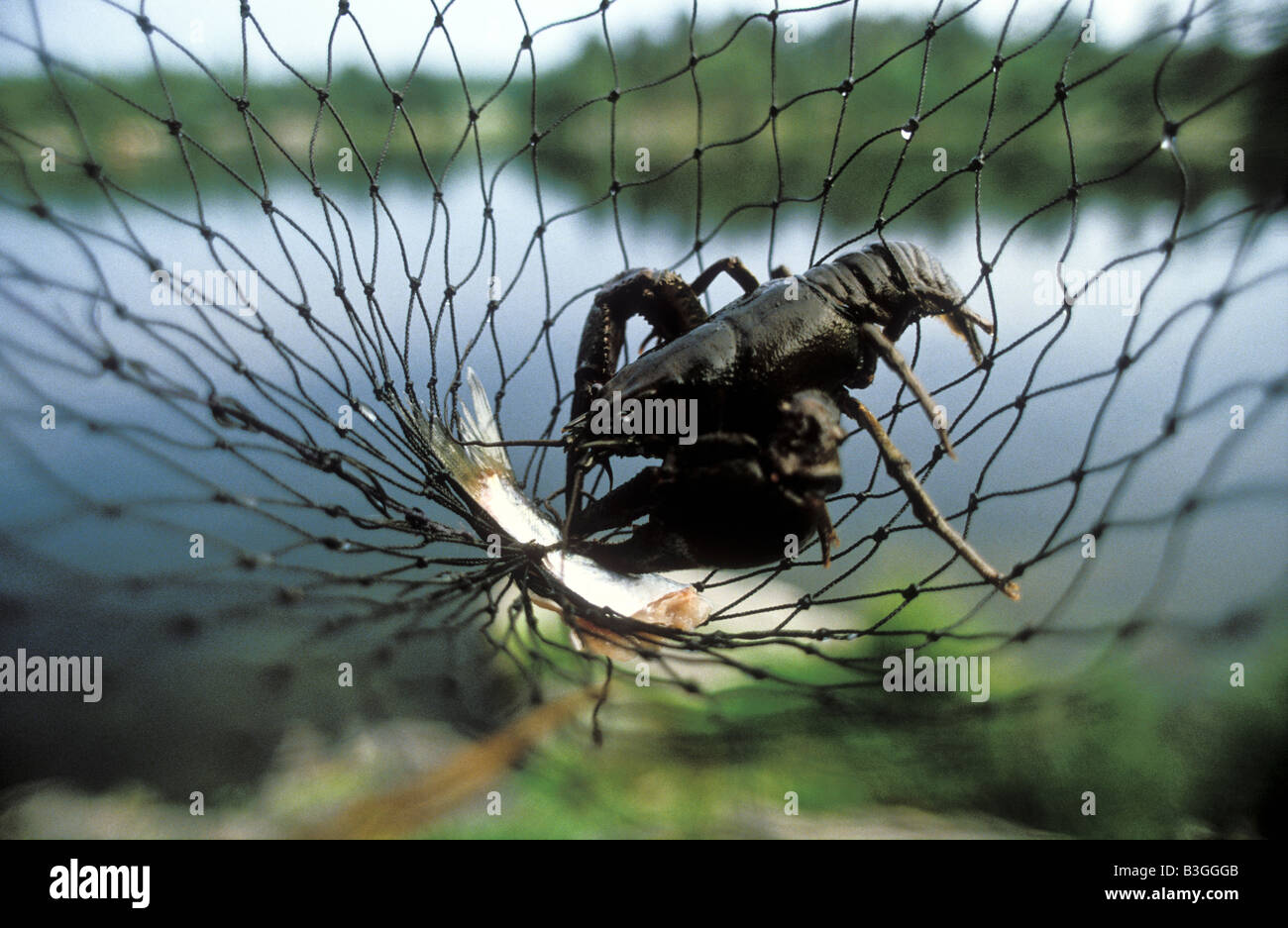 crayfish cought in a baited bag net Stock Photo - Alamy