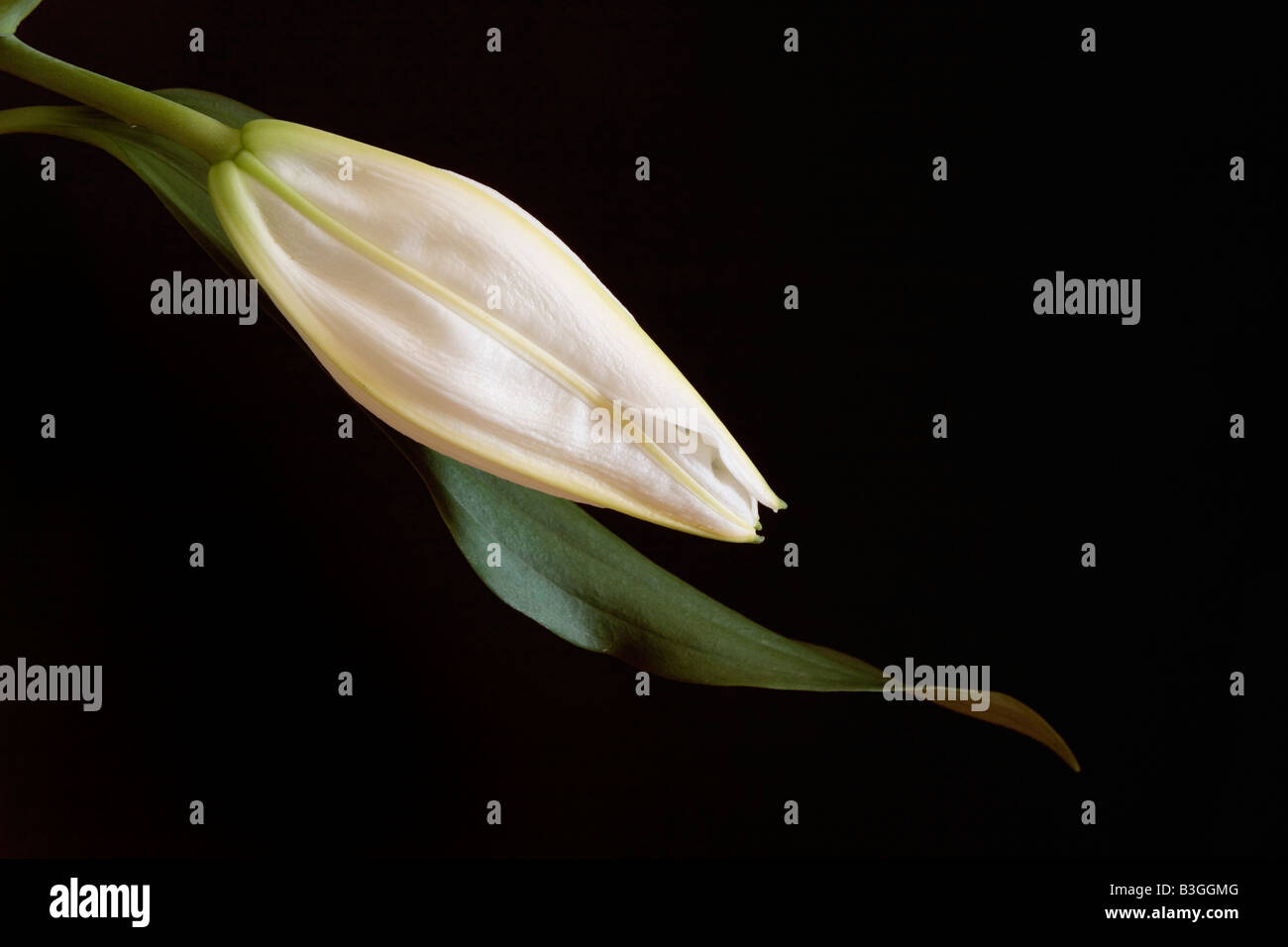 Single white lily hi-res stock photography and images - Alamy