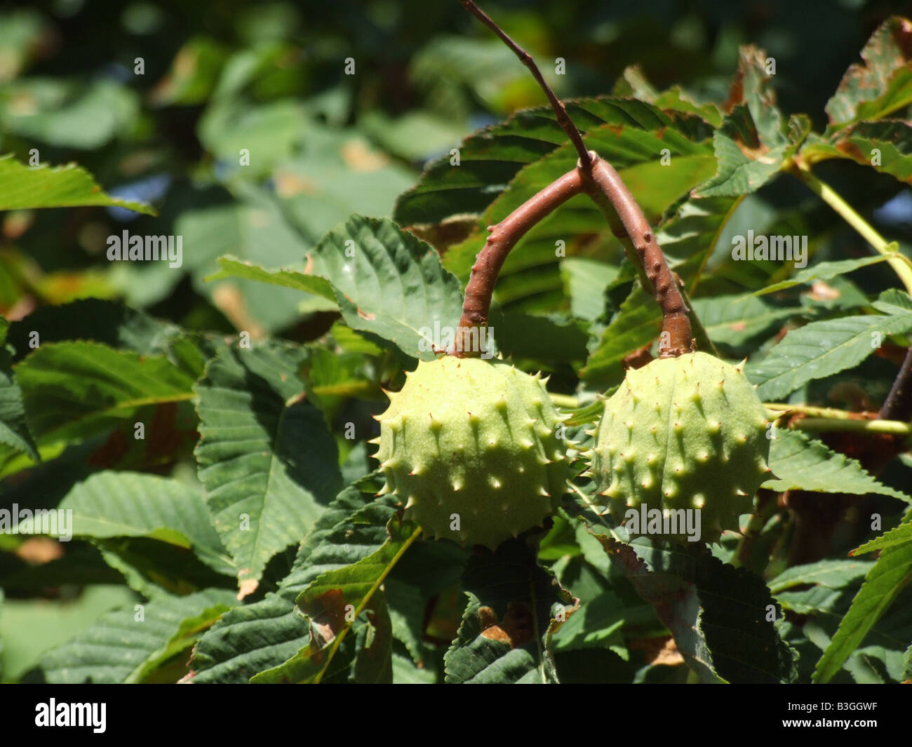 chestnut tree in italy Stock Photo - Alamy
