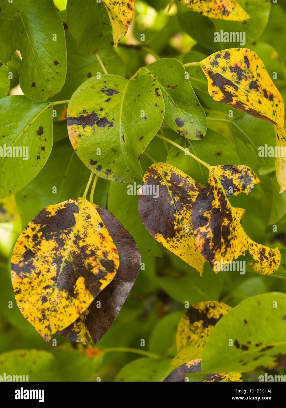 Venturia hi-res stock photography and images - Alamy